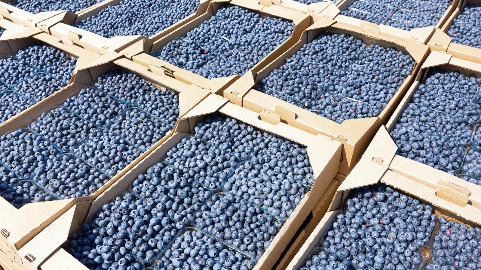 Cool Cargo News | Journal of Commerce